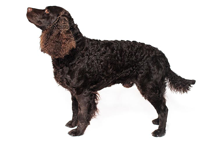 American Water Spaniel Dog Breed Information
