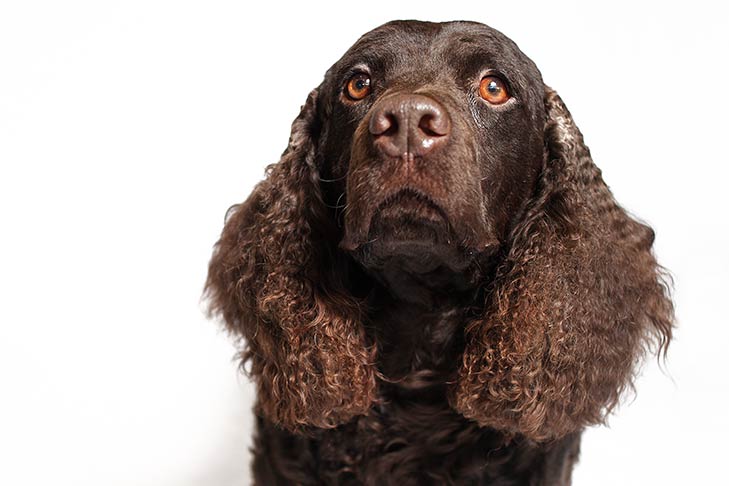 American Water Spaniel Dog Breed Information