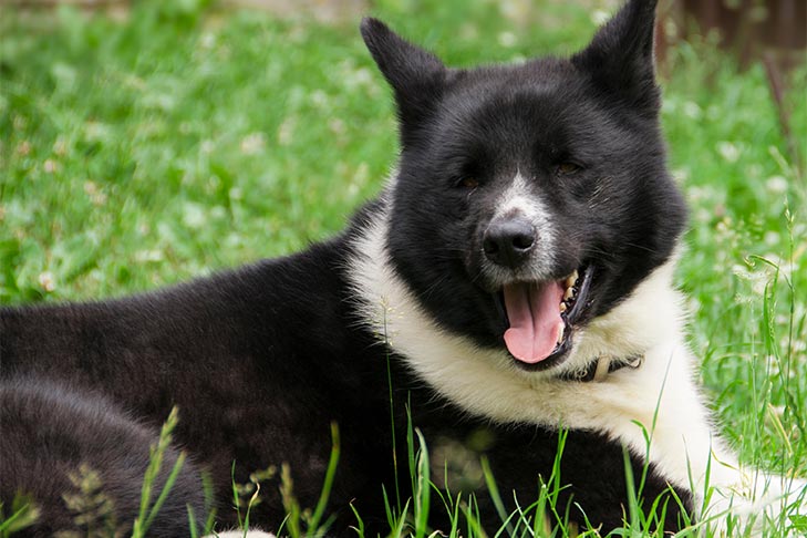 Bear Hunting Dogs Breeds