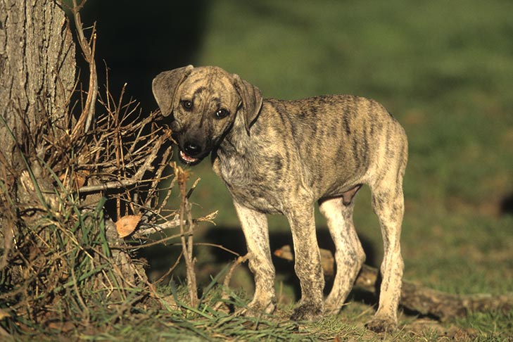 Sloughi Dog Breed Information