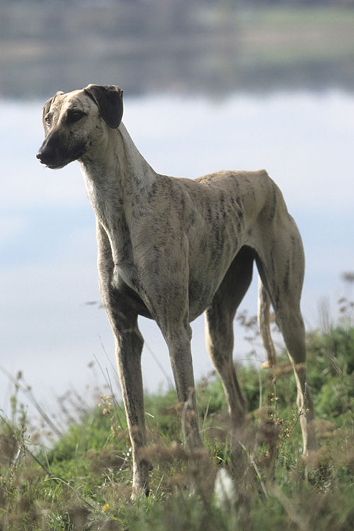 Sloughi Dog Breed Information