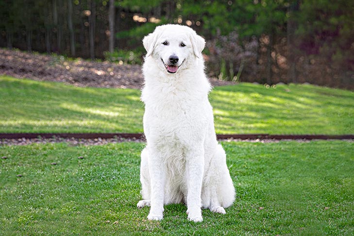 Kuvasz Dog Breed Information