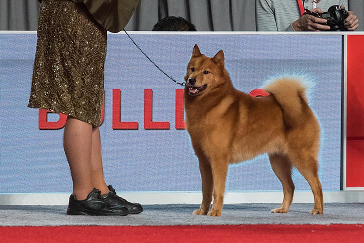 Finnish Spitz Dog Breed Information