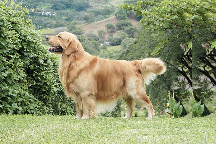 Golden Retriever Dog Breed Information