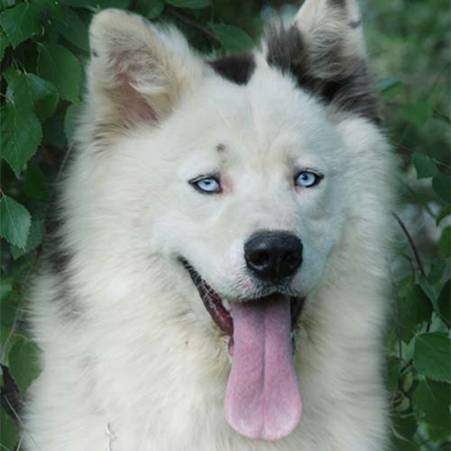 Yakutian Laika Dog Breed Information - American Kennel Club