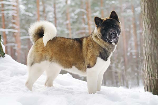 Akita Pictures - American Kennel Club