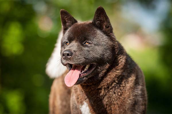 Akita Pictures - American Kennel Club