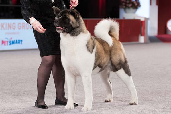 Akita Pictures - American Kennel Club