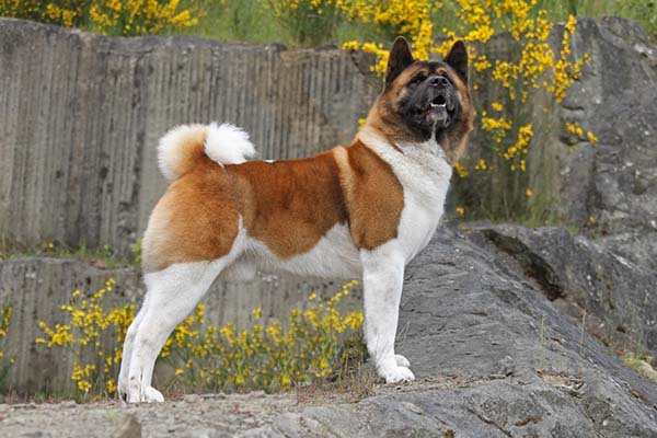 Akita Pictures - American Kennel Club
