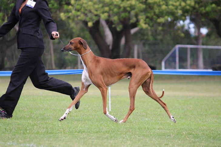 Azawakh Dog Breed Information - American Kennel Club