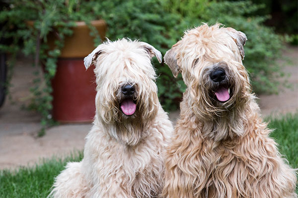 Soft Coated Wheaten Terrier Pictures - American Kennel Club