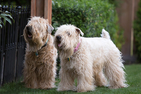 Soft Coated Wheaten Terrier Pictures - American Kennel Club