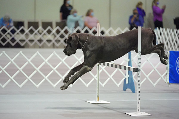 Great Dane Pictures - American Kennel Club