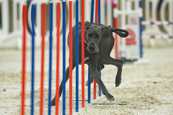 Great Dane Pictures - American Kennel Club