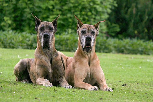 Great Dane Pictures - American Kennel Club