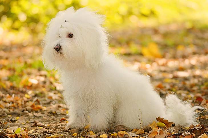 Bolognese Dog Breed Information - American Kennel Club