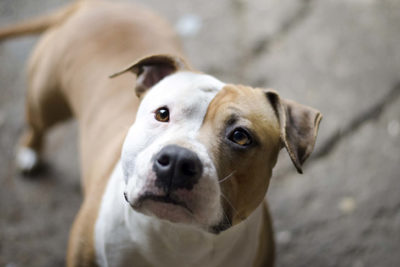 American Staffordshire Terrier Pictures - American Kennel Club