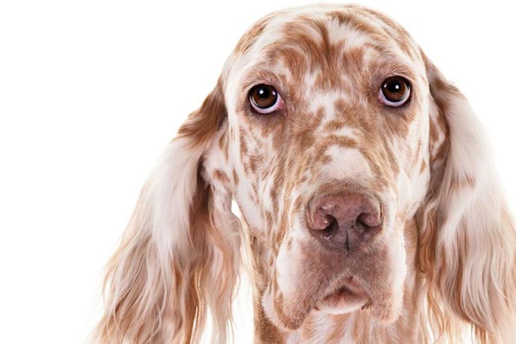 English Setter Dog Breed Information