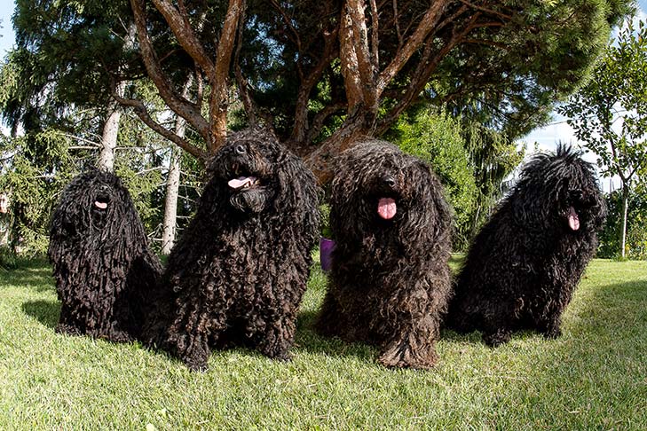 Puli Dog Breed Information
