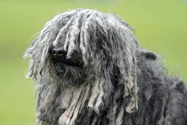 Puli Dog Breed Information