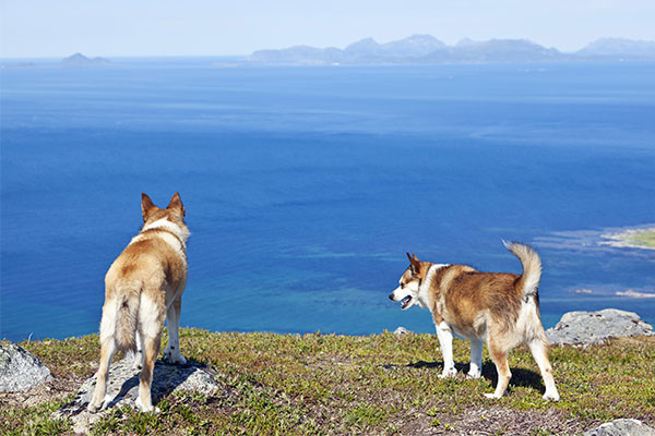 Norwegian Lundehund Pictures - American Kennel Club