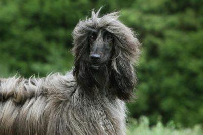 Afghan Hound Pictures - American Kennel Club