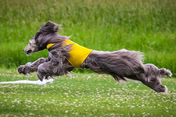 Afghan Hound Dog Breed Information - American Kennel Club