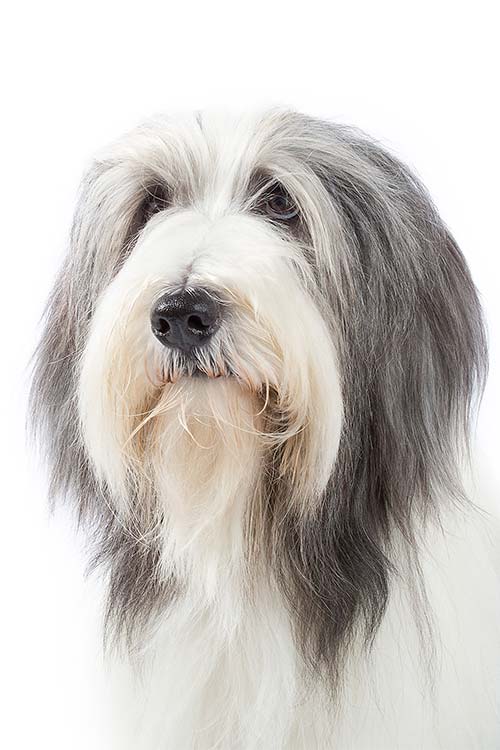 Bearded Collie Dog Breed Information