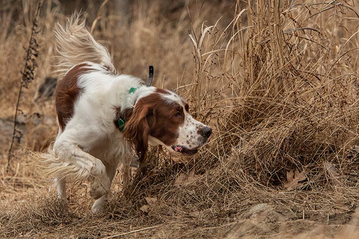 Irish Red and White Setter Dog Breed Information