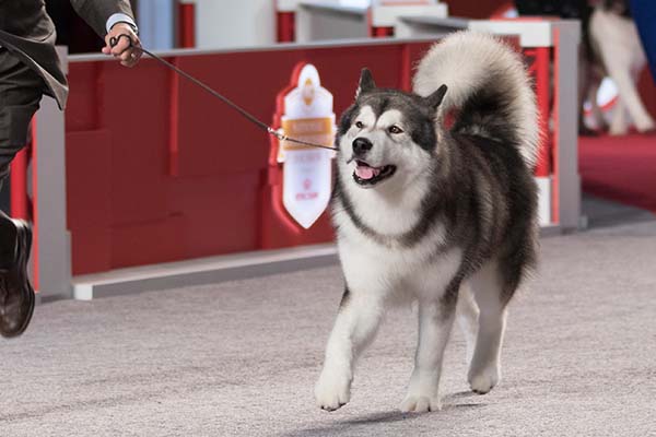 Alaskan Malamute Pictures - American Kennel Club