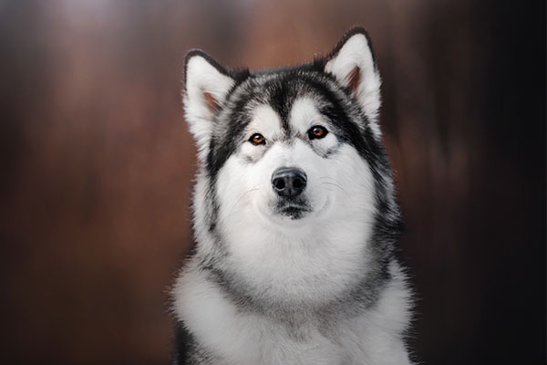 Alaskan Malamute Pictures - American Kennel Club