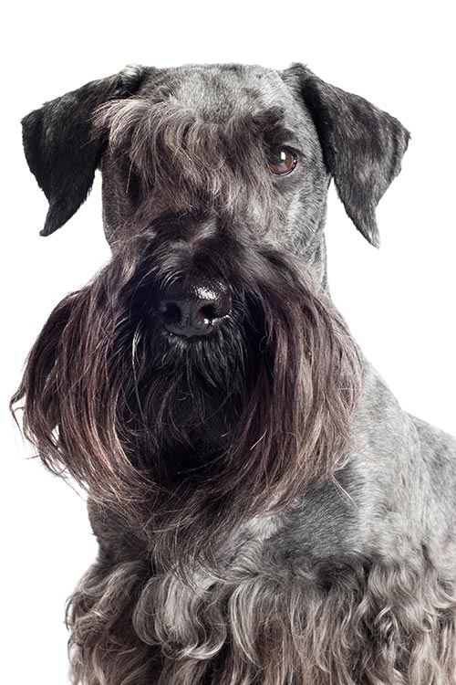 Cesky Terrier Dog Breed Information