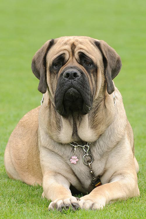 Mastiff Dog Breed Information