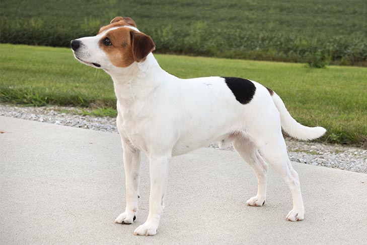Danish-Swedish Farmdog Dog Breed Information - American Kennel Club