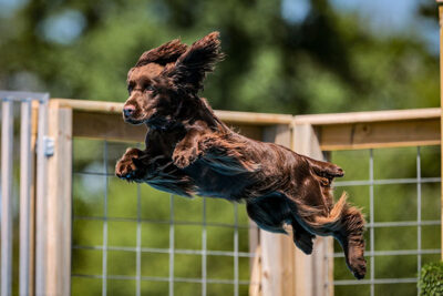 Field Spaniel Pictures - American Kennel Club