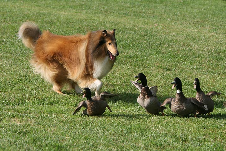 Collie Dog Breed Information