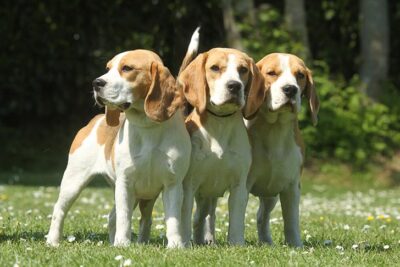 Beagle Pictures - American Kennel Club