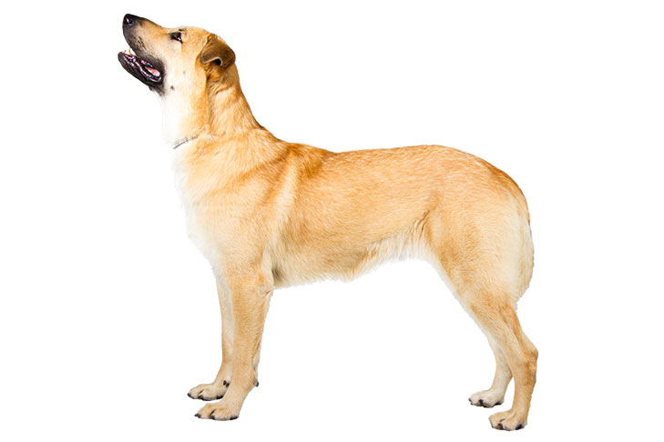 Chinook Dog Breed Information