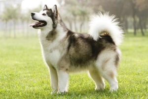 Meet the Spectacular Spitz Breeds — American Kennel Club