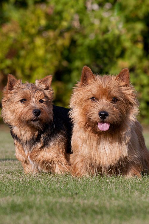 Norwich Terrier Dog Breed Information