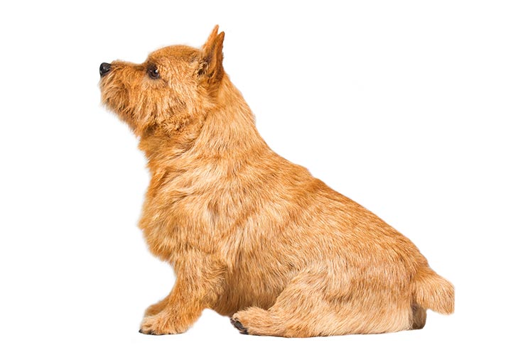Norwich Terrier Dog Breed Information