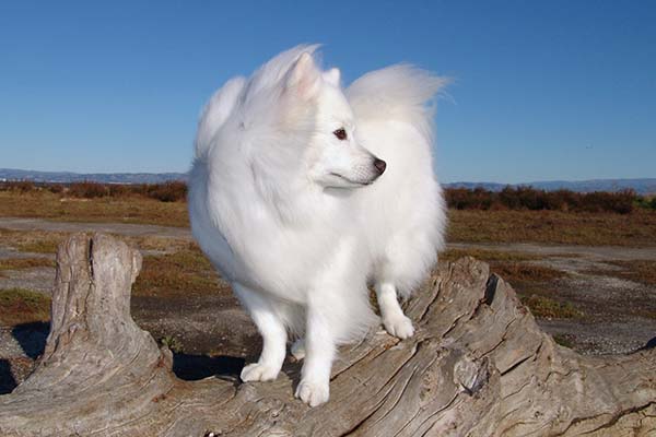 American Eskimo Dog Pictures - American Kennel Club