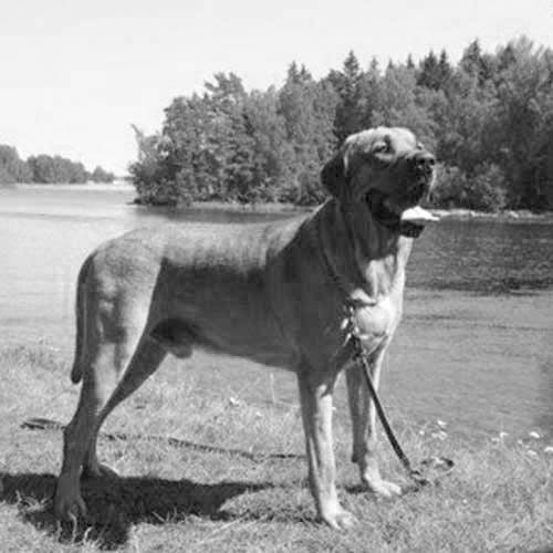 Broholmer Dog Breed Information - American Kennel Club