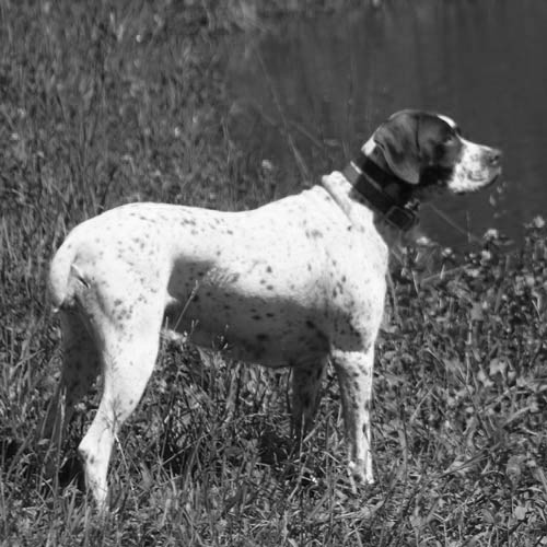 Braque Francais Pyrenean Dog Breed Information - American Kennel Club