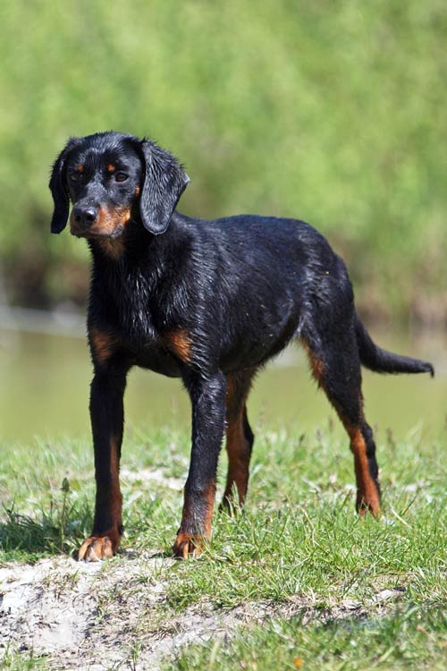 Slovensky Kopov Dog Breed Information - American Kennel Club