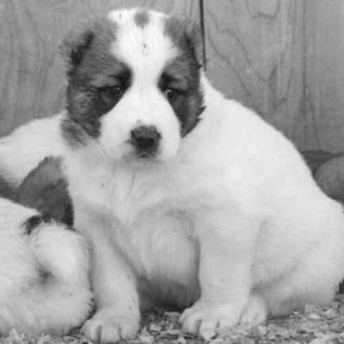 Central Asian Shepherd Dog Dog Breed Information - American Kennel Club