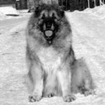 Caucasian Shepherd Dog Dog Breed Information - American Kennel Club