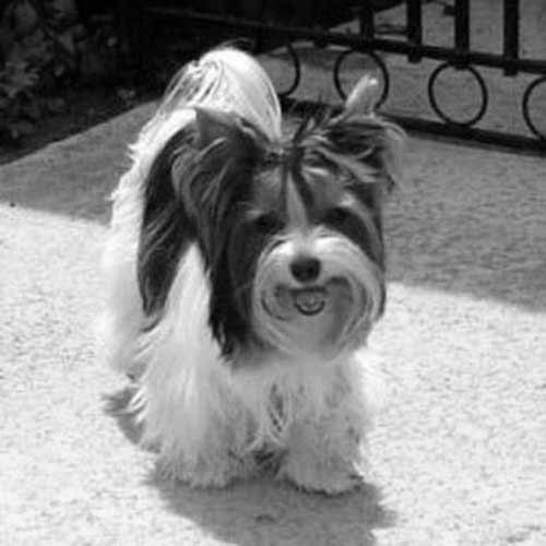 Biewer Terrier Dog Breed Information - American Kennel Club