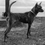 Taiwan Dog Dog Breed Information - American Kennel Club