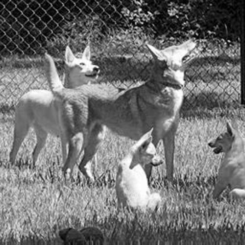 Carolina Dog Dog Breed Information - American Kennel Club